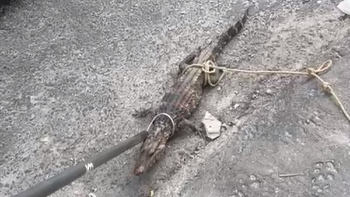 Jacaré é encontrado amarrado a poste em bairro de Salvador; assista