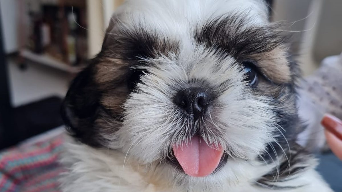 Saiba quais são as 8 raças de cachorro mais queridas