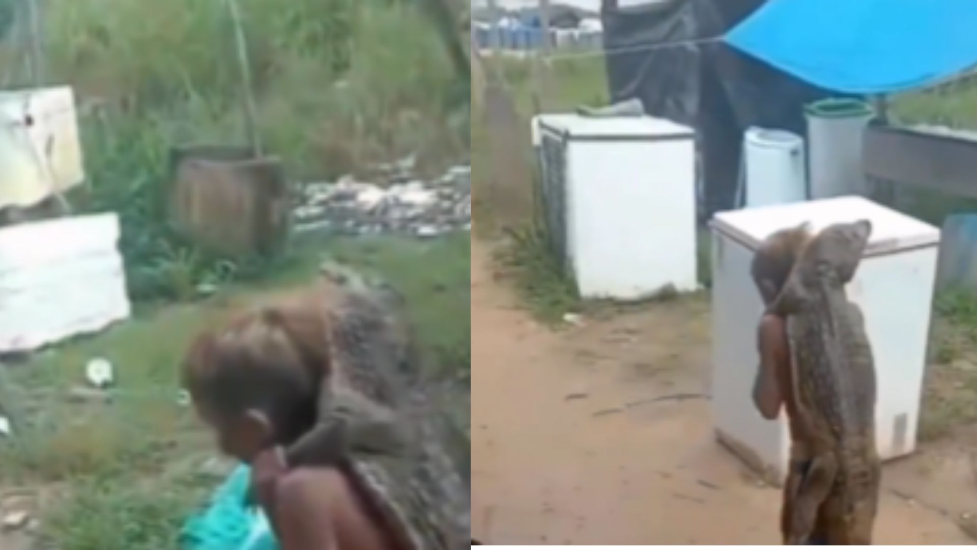 Criança 'adota' bicho inusitado e viraliza na web; assista