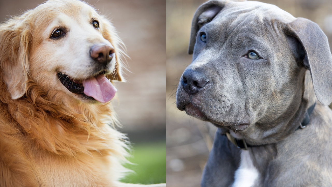Resultado de cruzamento entre pit bull e golden retriever chama atenção ...