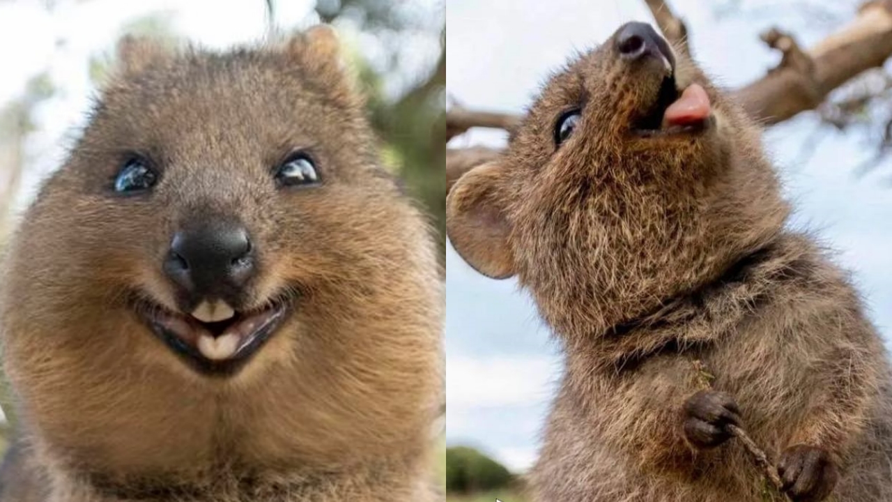 Animais Mais Felizes Do Mundo Uma Caminha Quentinha E Uma Família