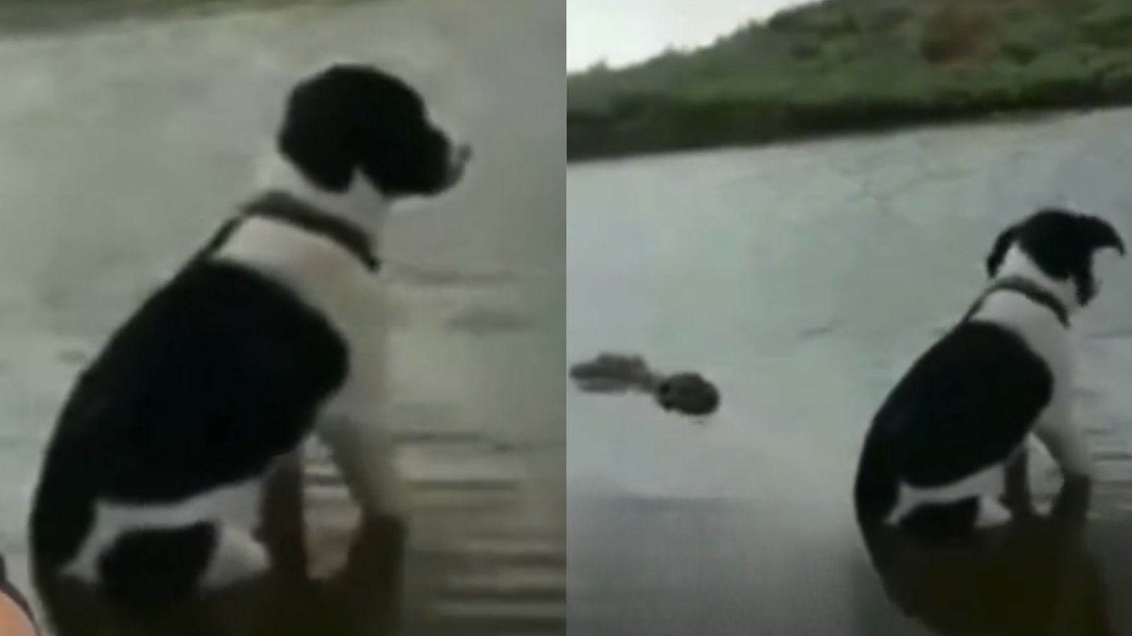 Que bicho é esse? Animal misterioso surge em rio e apavora cachorro ...