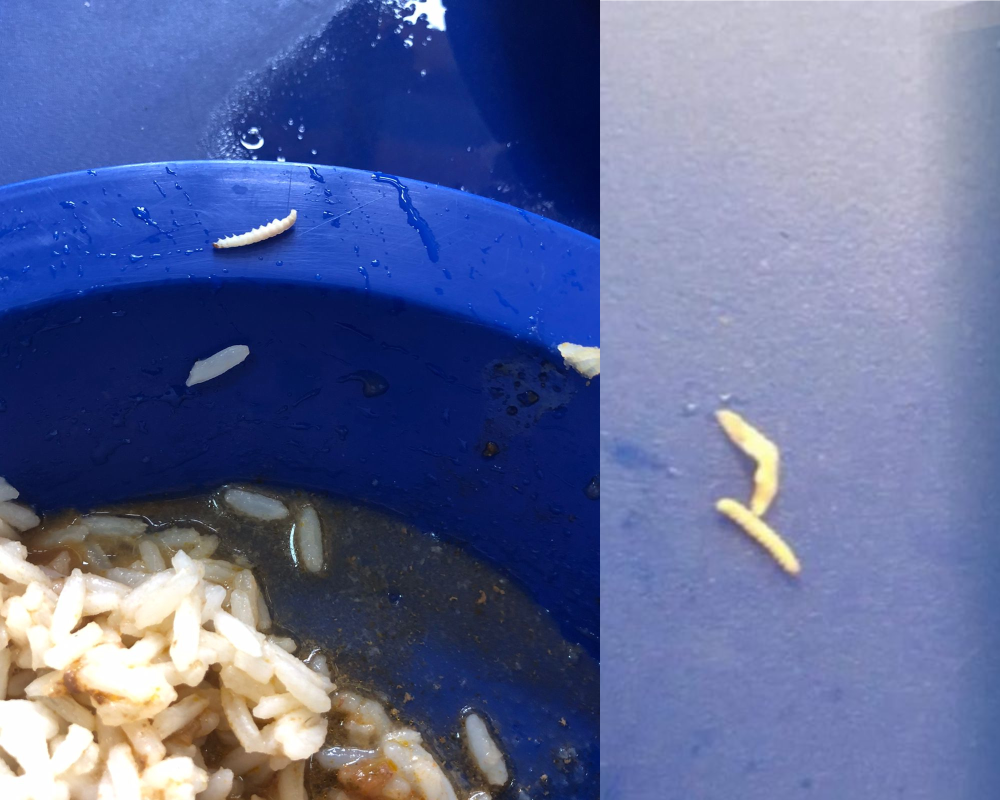 Pais de estudantes de colégio público denunciam comida com larvas em ...
