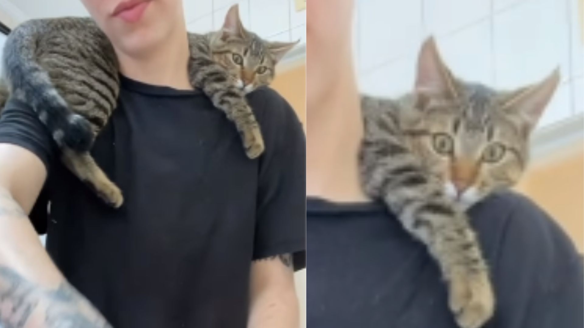 ‘Gatatouille’? Tutora cozinha com “ajuda” de gato e diverte web; assista