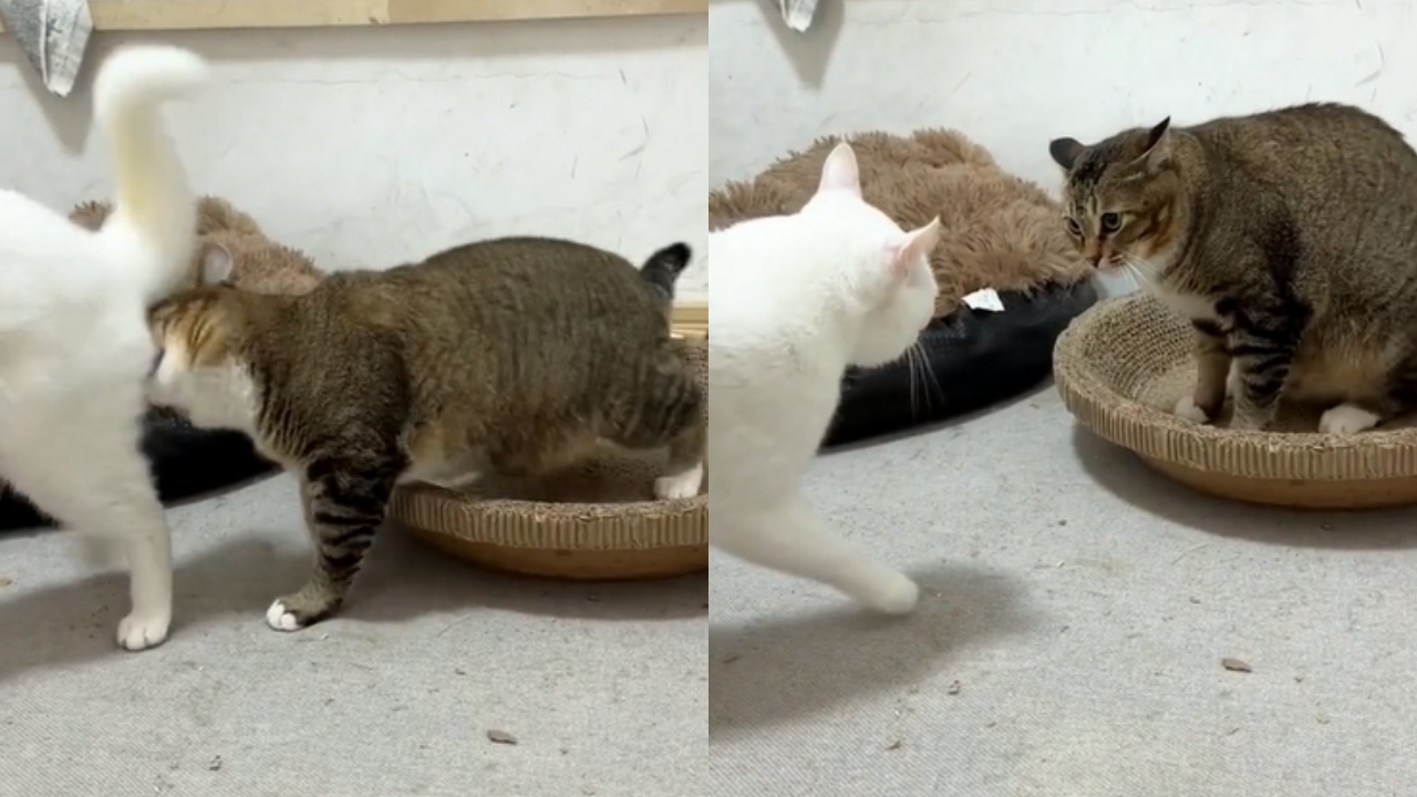 Gato procura confusão com outro pet mas se arrepende quando animal ...