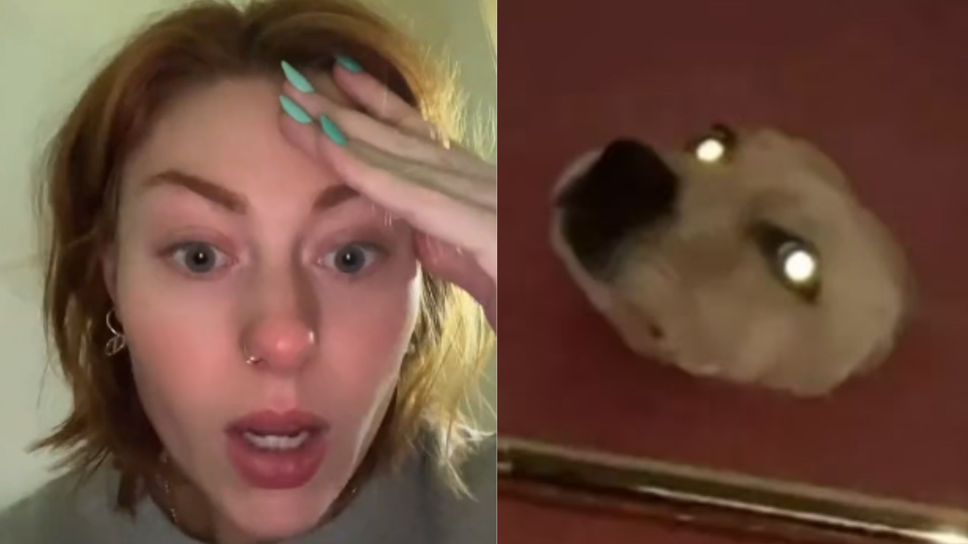 Filme De Terror Mulher Fica Chocada Ao Encontrar Cabeça De Cachorro
