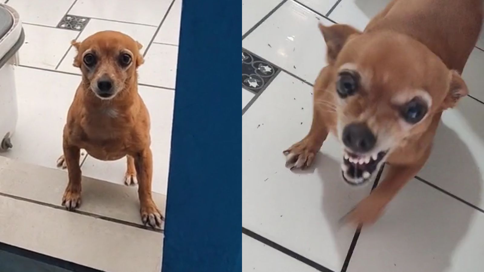 Pinscher ingrato muda de atitude depois de conseguir o que quer e ...