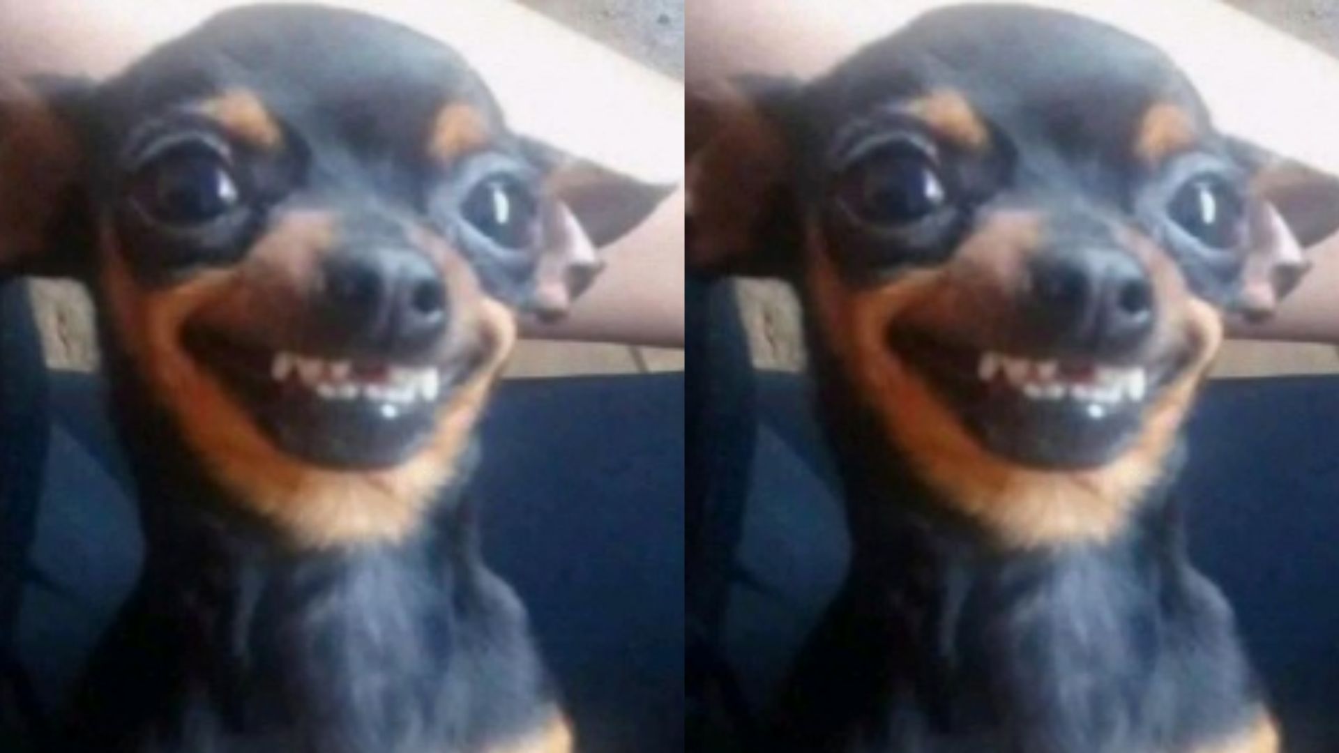 Tekinha Charmosa: Cadelinha pinscher vira meme com sorriso encantador ...