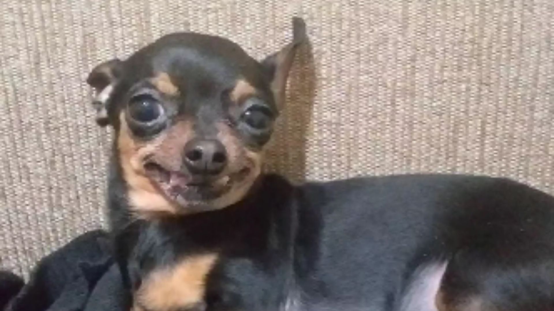Tekinha Charmosa: Cadelinha pinscher vira meme com sorriso encantador ...