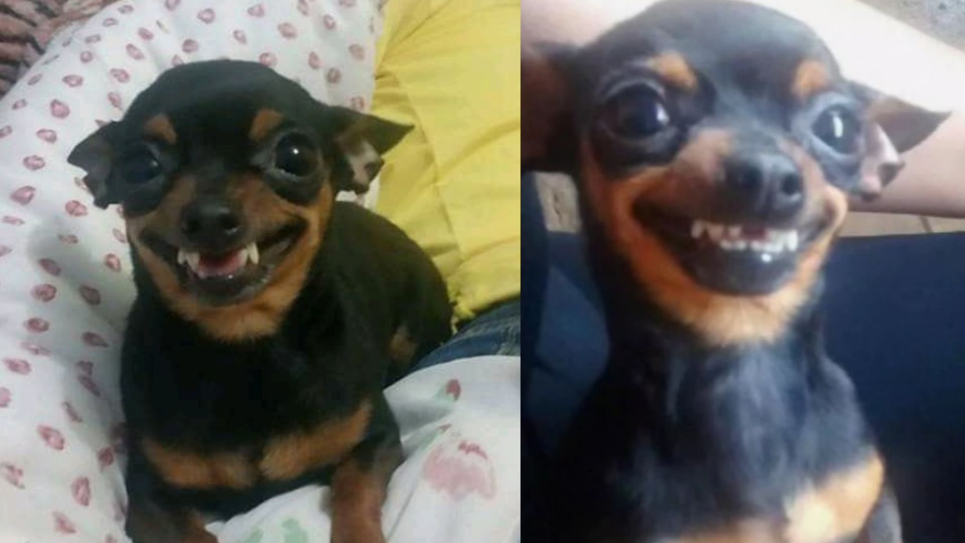 Tekinha Charmosa: Cadelinha pinscher vira meme com sorriso encantador ...
