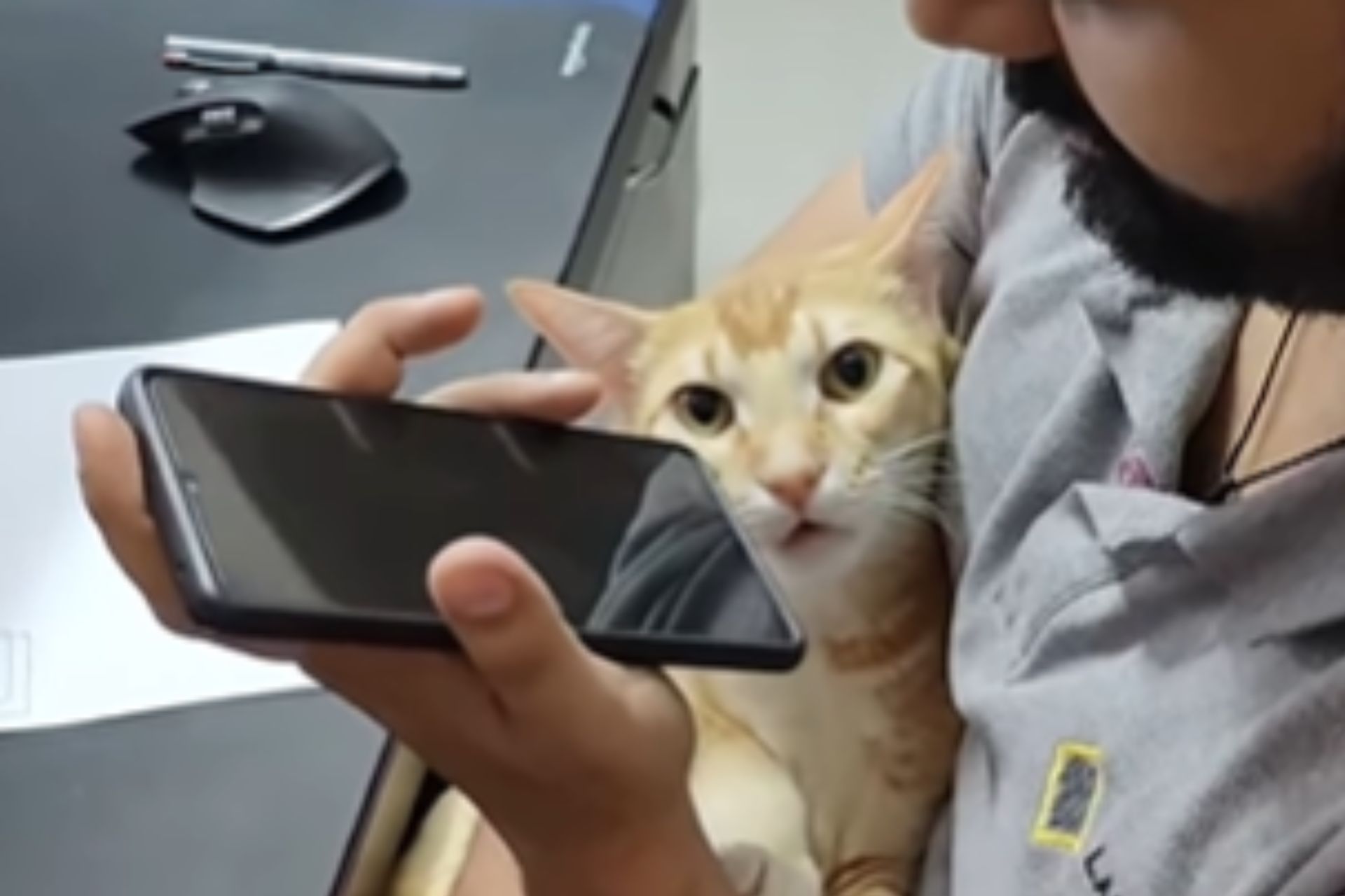 Gato conversa com avó durante ligação e encanta web; assista