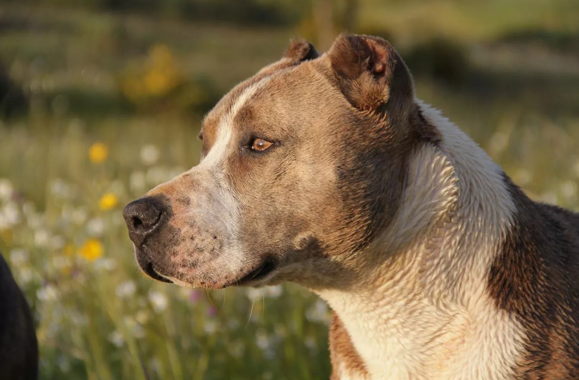 Você sabe o que é caudectomia? Descubra porque a prática é proibida