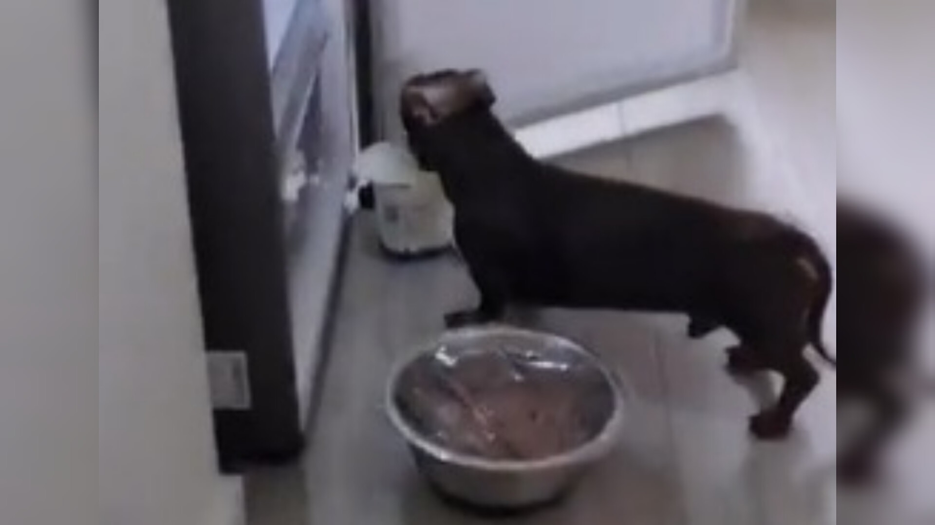 Cachorro foge da dieta e é pego no flagra comendo sobremesa; assista Cachorro foge da dieta e é pego no flagra comendo sobremesa; assista