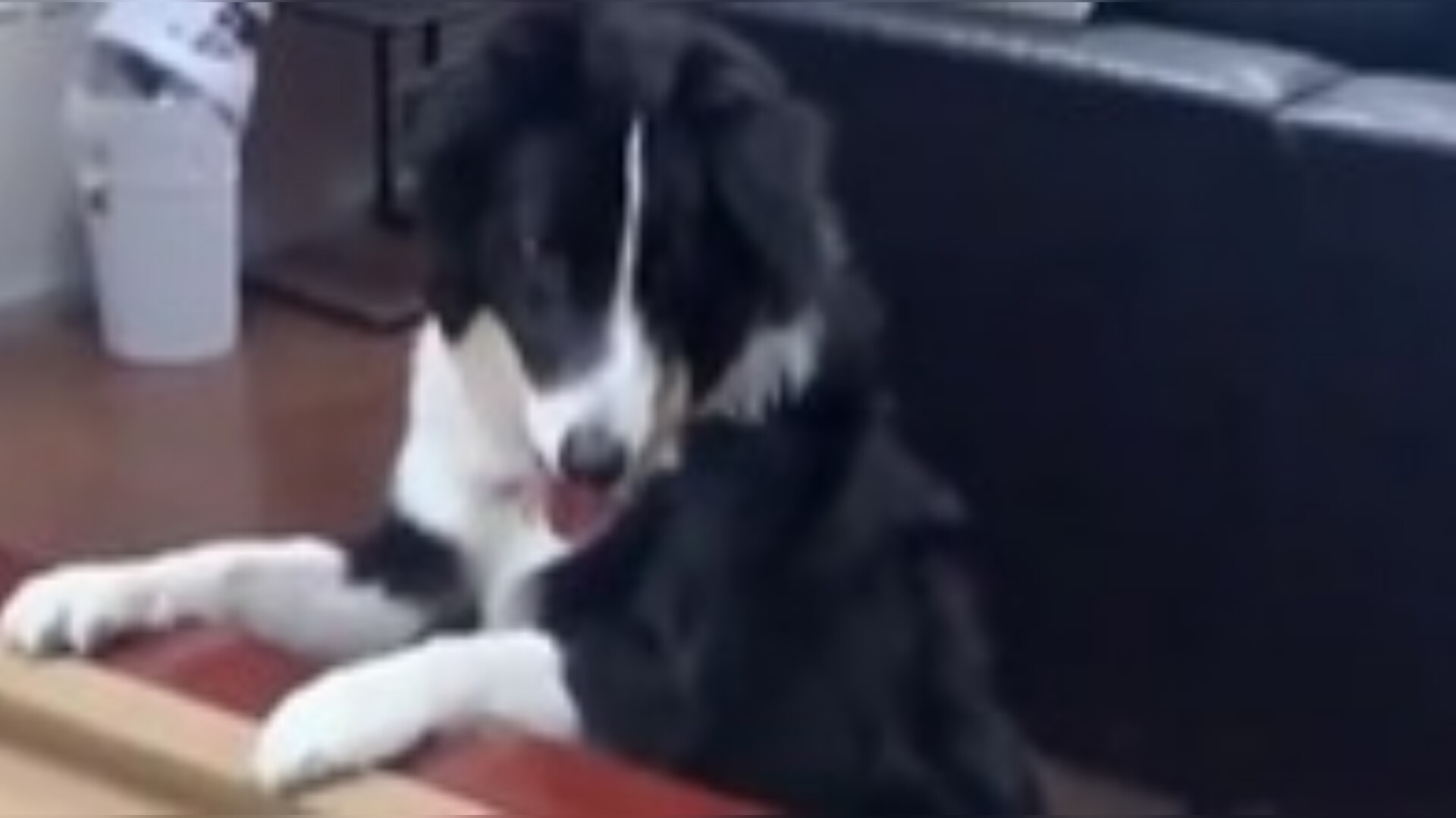 Cachorro mostra talento jogando sinuca e faz tacada de mestre; veja vídeo