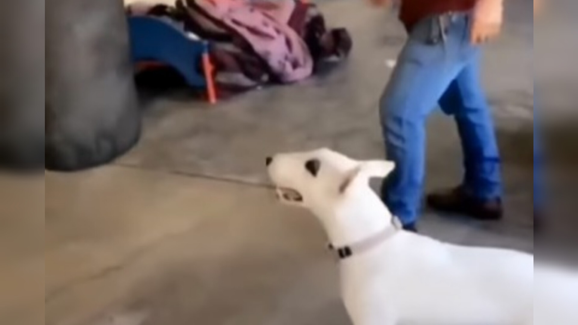 É você, Popó? Cachorro mostra habilidade em arte marcial e viraliza ...