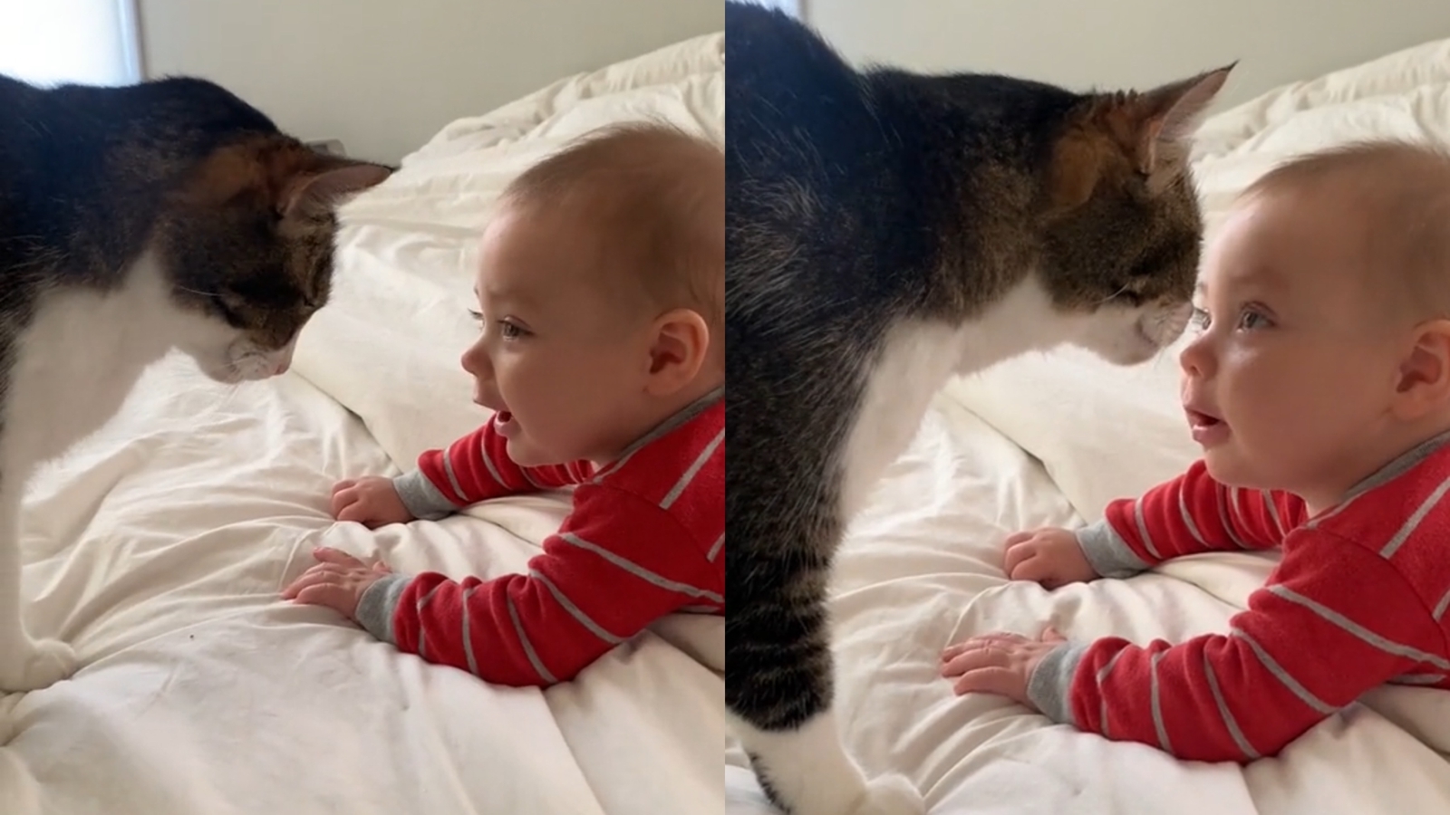 Gato não resiste a bebê e se rende aos encantos do pequeno humano; assista