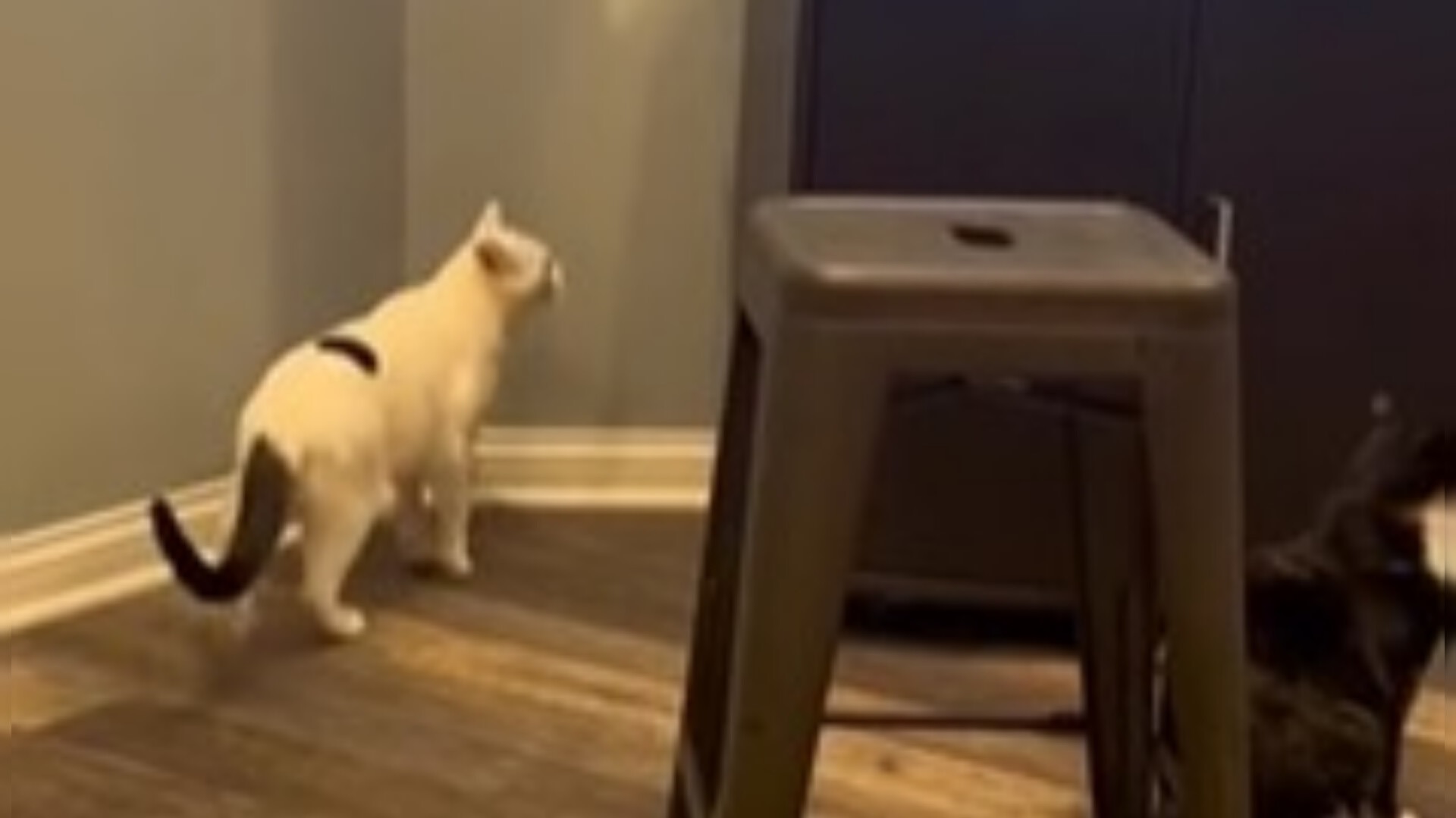 Gato faz estripulia, tenta escalar o que não devia e acaba se dando mal ...