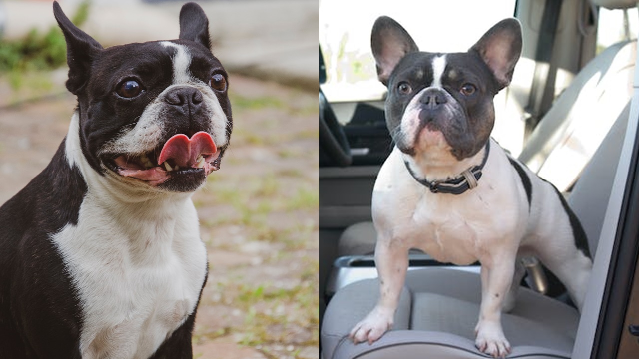 Saiba as diferenças entre o boston terrier e o buldogue francês