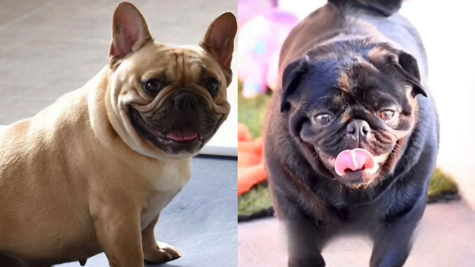 Resultado de cruzamento entre buldogue francês e pug gera mistura ...