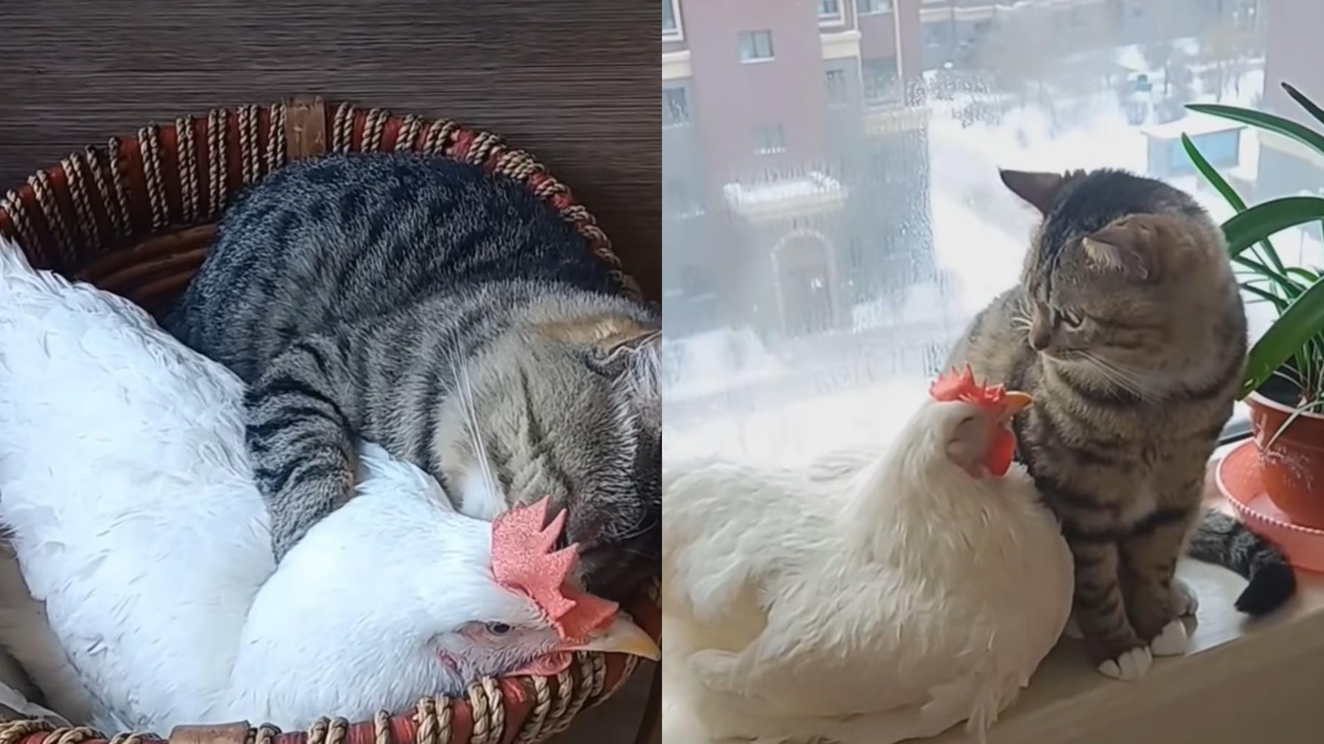 Gato e galinha encantam a web com sua amizade inseparável; veja vídeo
