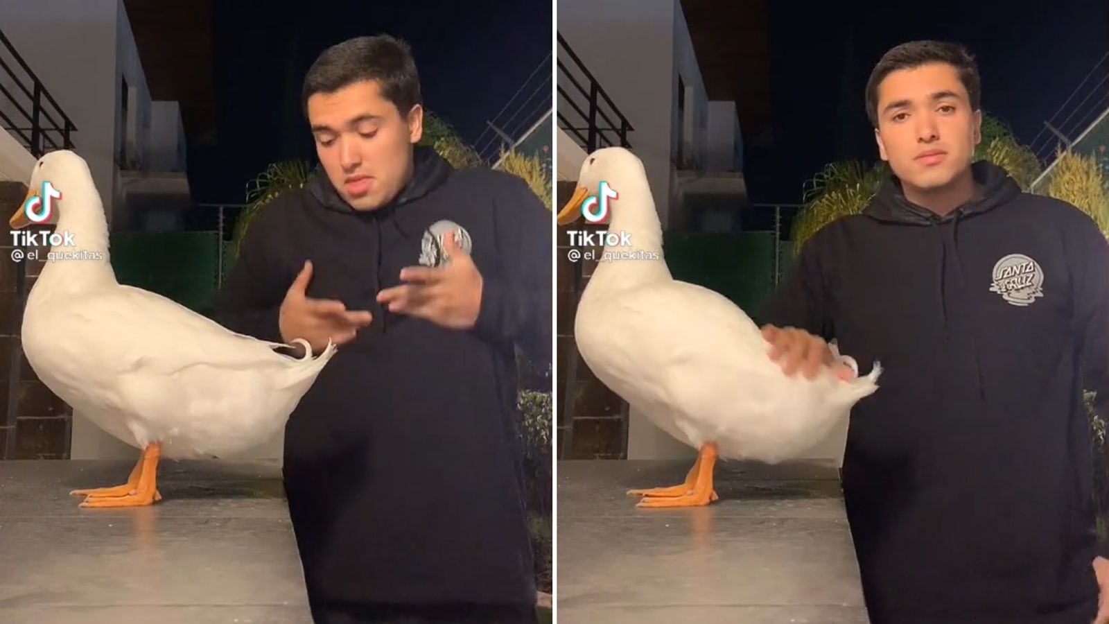 Pato dança remix de funk famoso em TikTok e surpreende web; veja vídeo