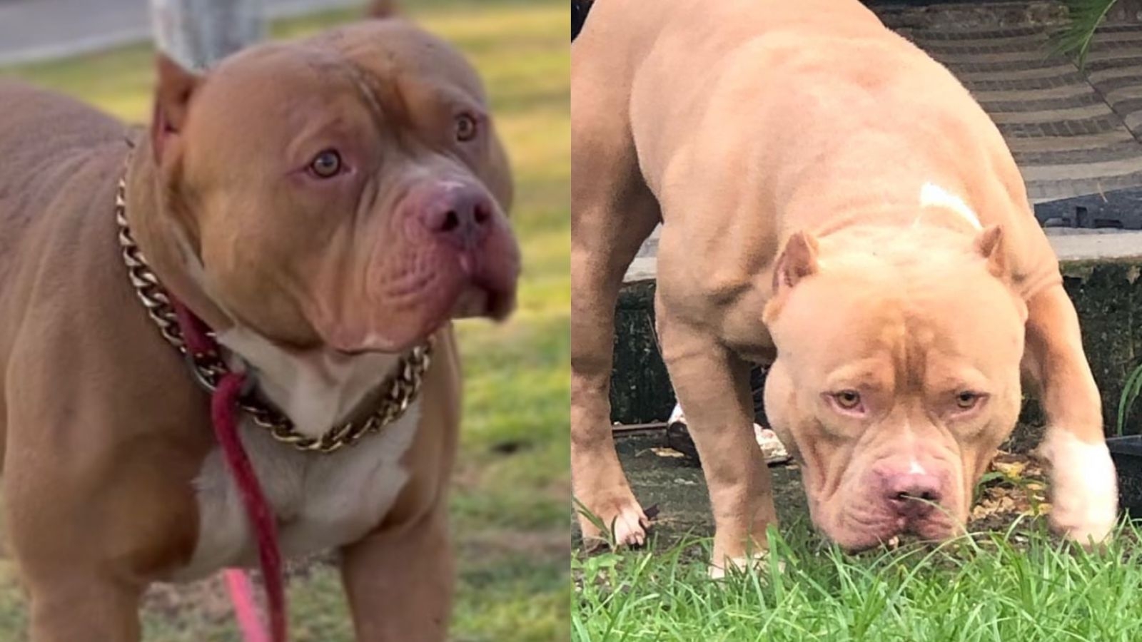 Cachorro com "cara de mau" impressiona por personalidade diferente ...