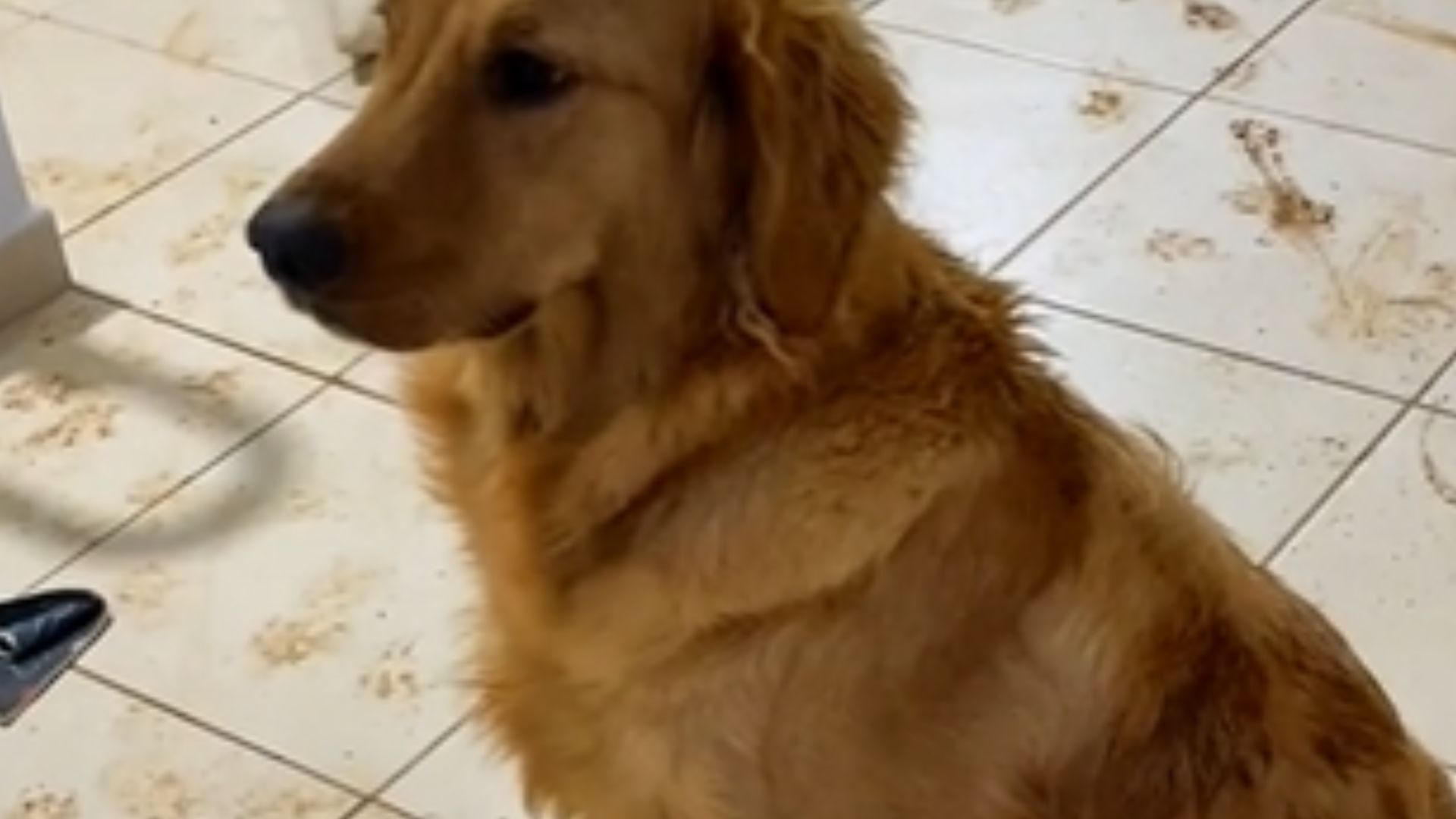 VÍDEO: Cachorro faz bagunça em casa, leva bronca e viraliza com cara de ...