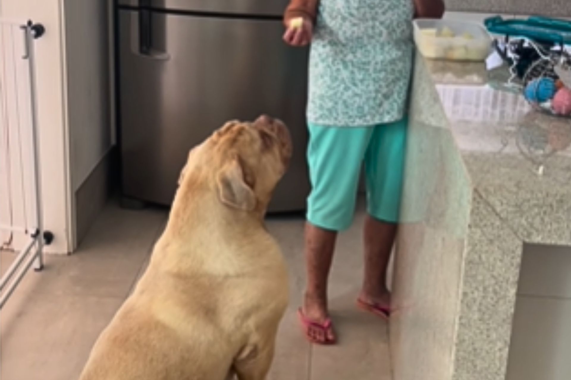 Vídeo: Cachorro mimado surpreende com tamanho intimidador e ...