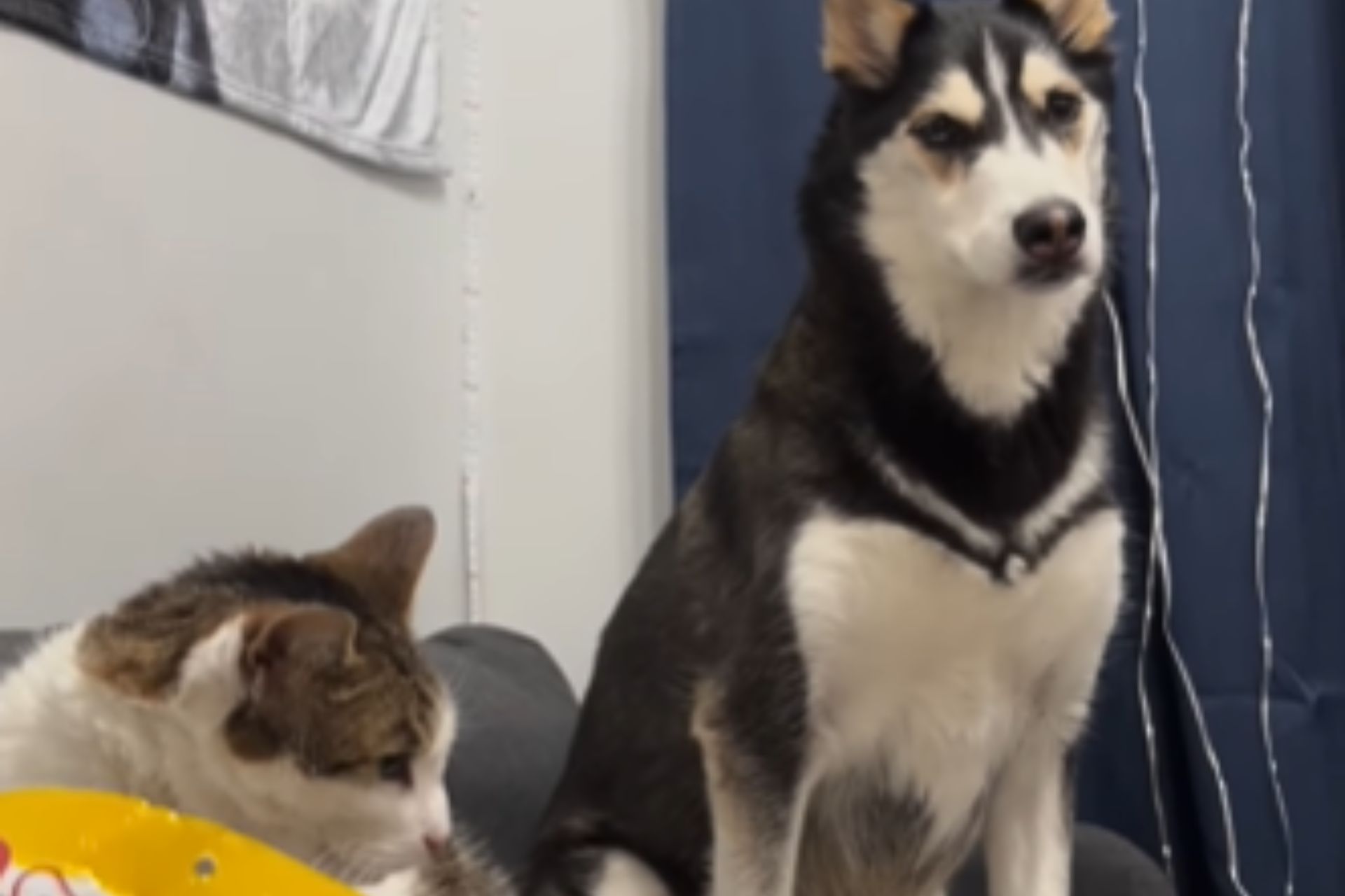 Vídeo: Husky siberiano "imita" gato e choca internautas