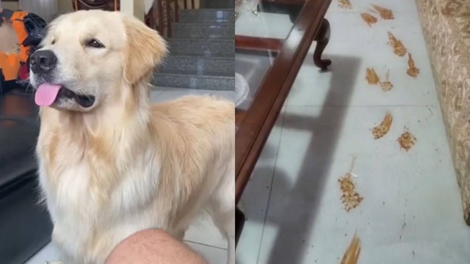 Bagunça de cachorro deixa homem enfurecido: 'Não vou ficar, não aguento ...