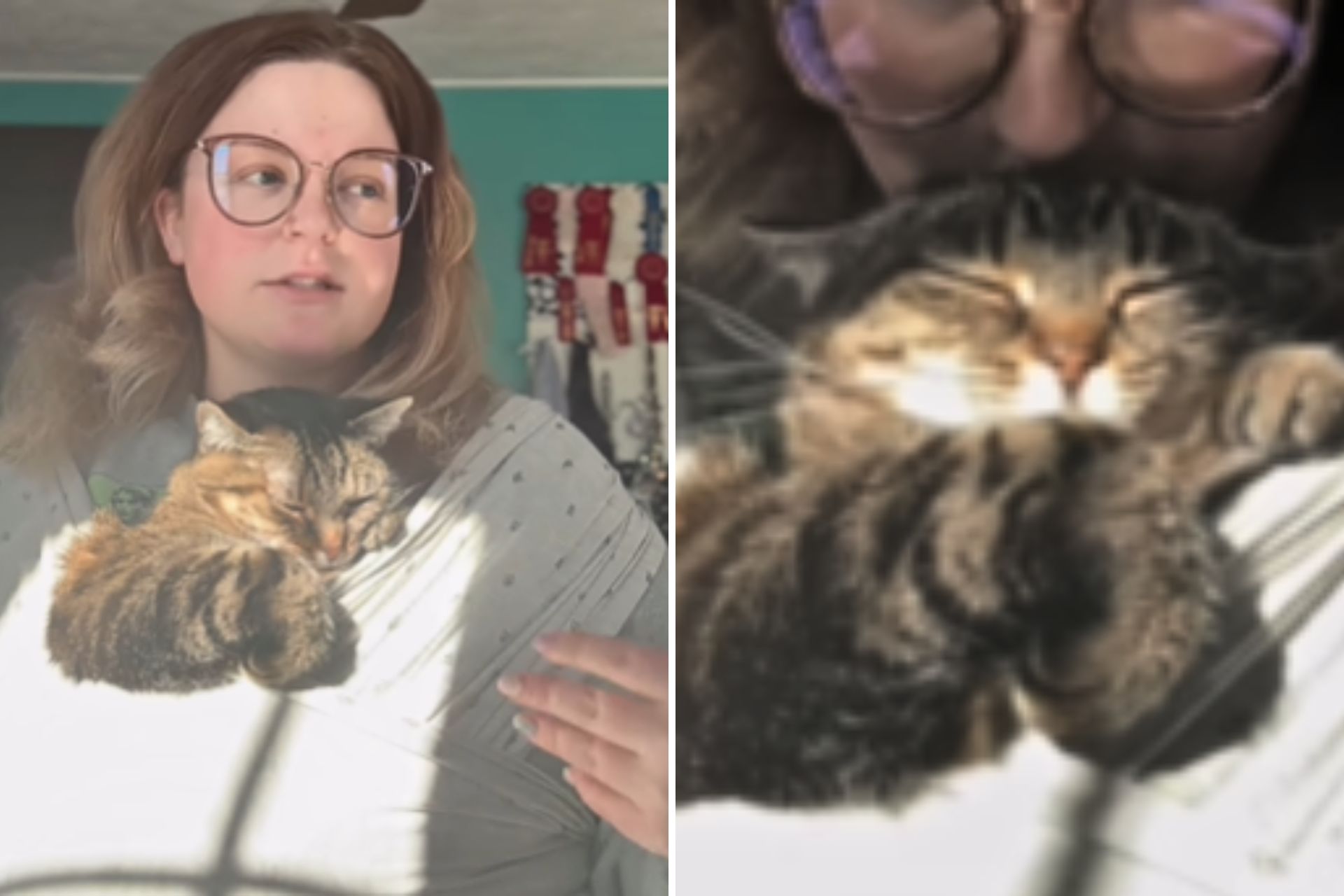 Apenas um bebê! Tutora arranja método adorável de mimar gatinha manhosa ...