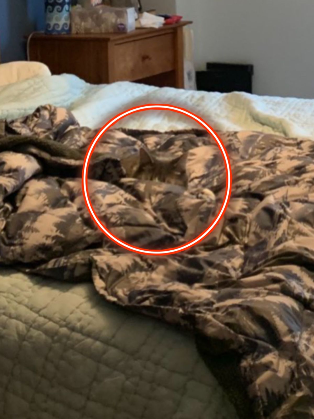 Onde está o gato? Tente encontrar felino em imagem que tem intrigado ...