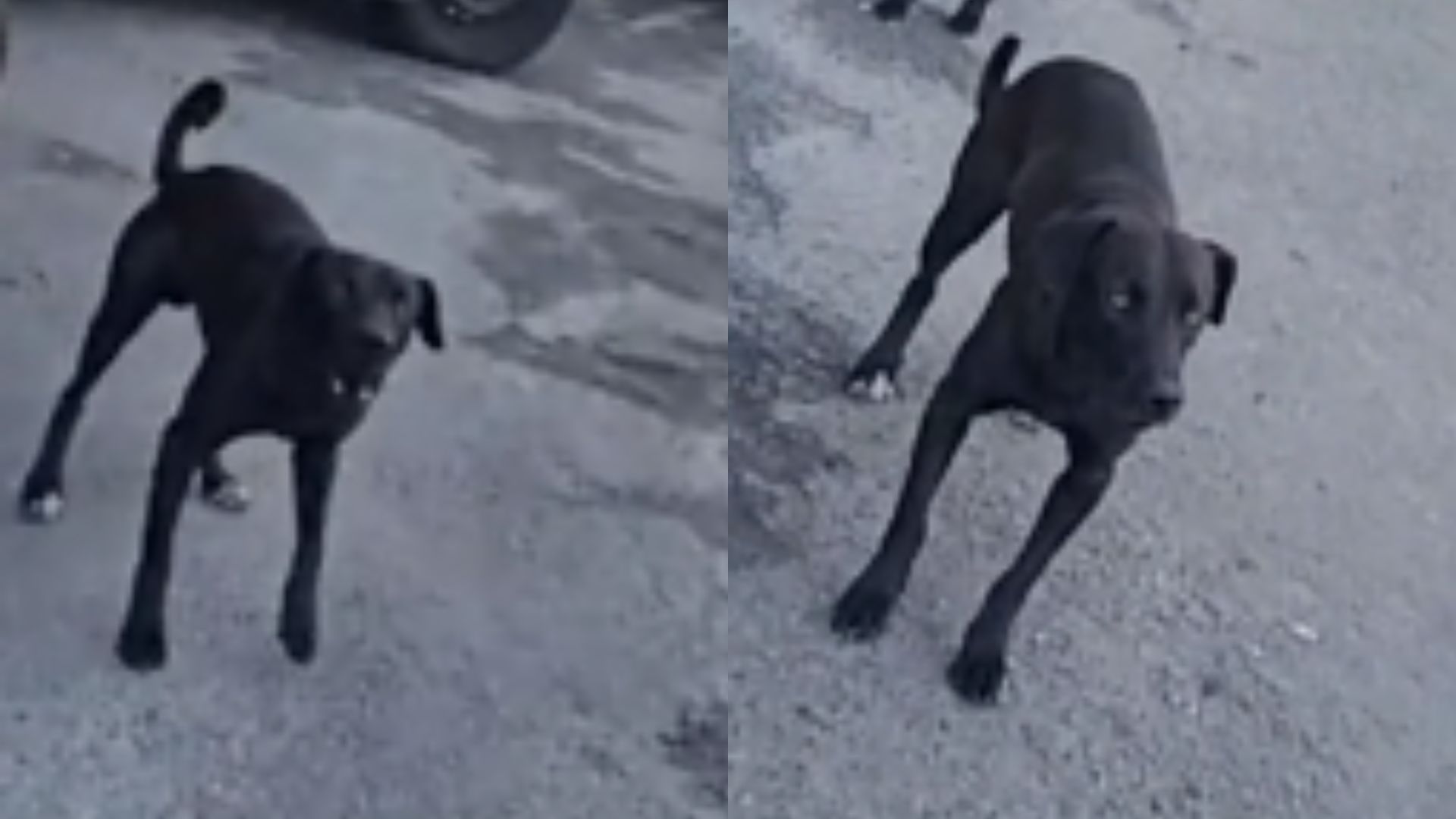 Cachorro tenta disfarçar perseguição e é pego no flagra por ... Cachorro tenta disfarçar perseguição e é pego no flagra por ...