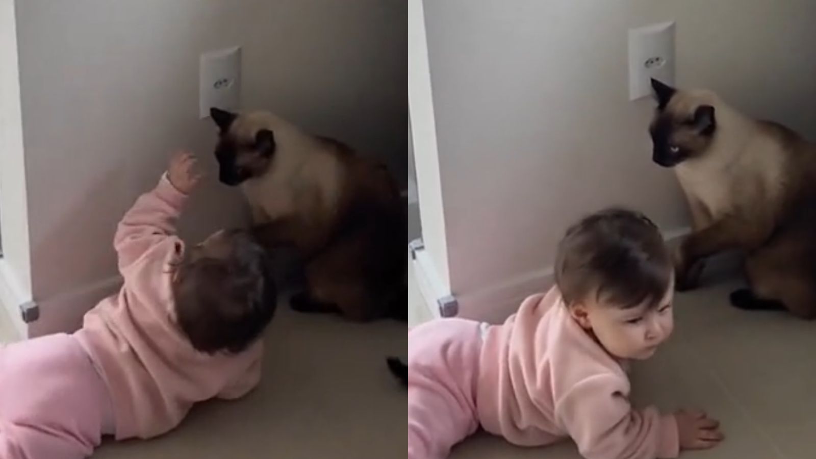 Gato responsável faz papel de babá de criança e derrete web; assista