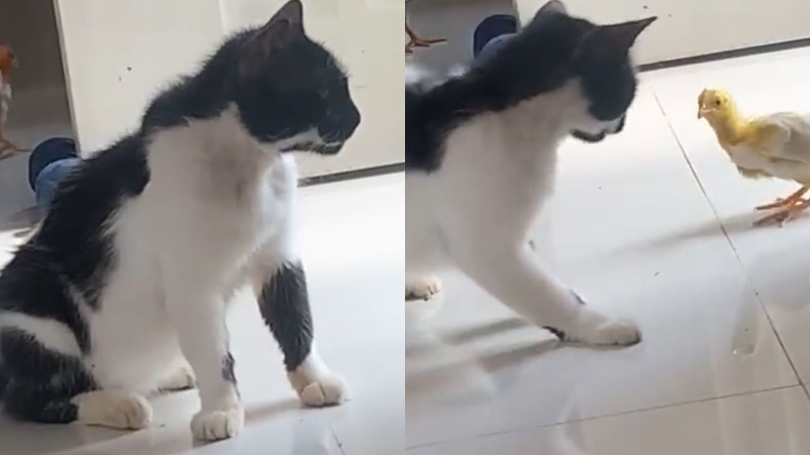 Ave age de forma inesperada e gato se dá mal; assista