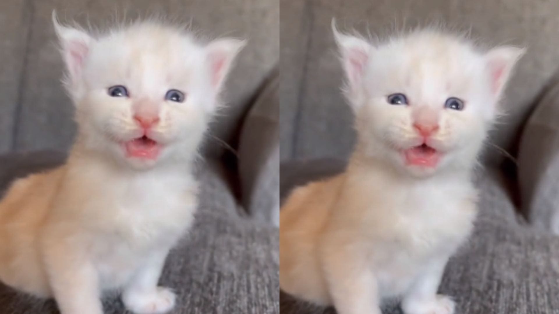 Vídeo: Tutora mostra crescimento absurdo de gato e choca web: “Gigante”