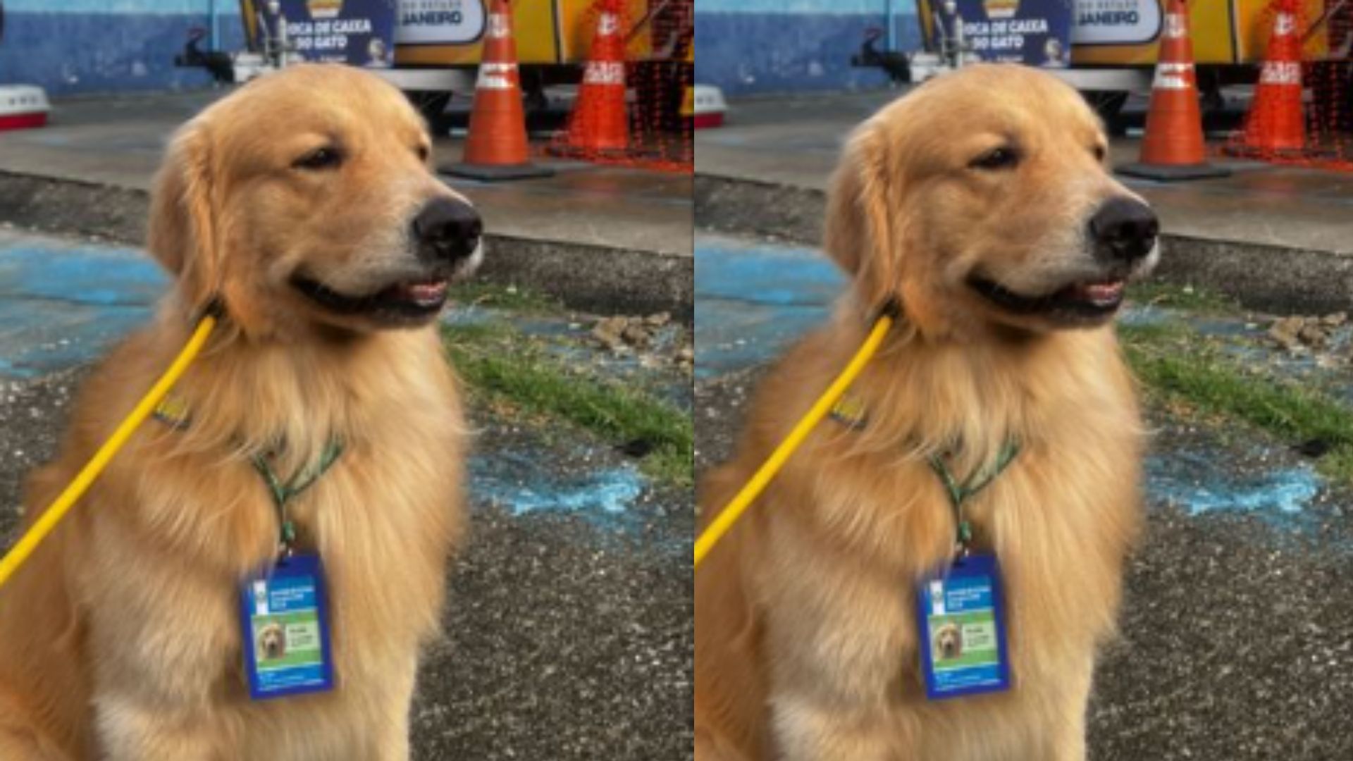 Golden retriever usa crachá e bate ponto como cão de saúde emocional ...