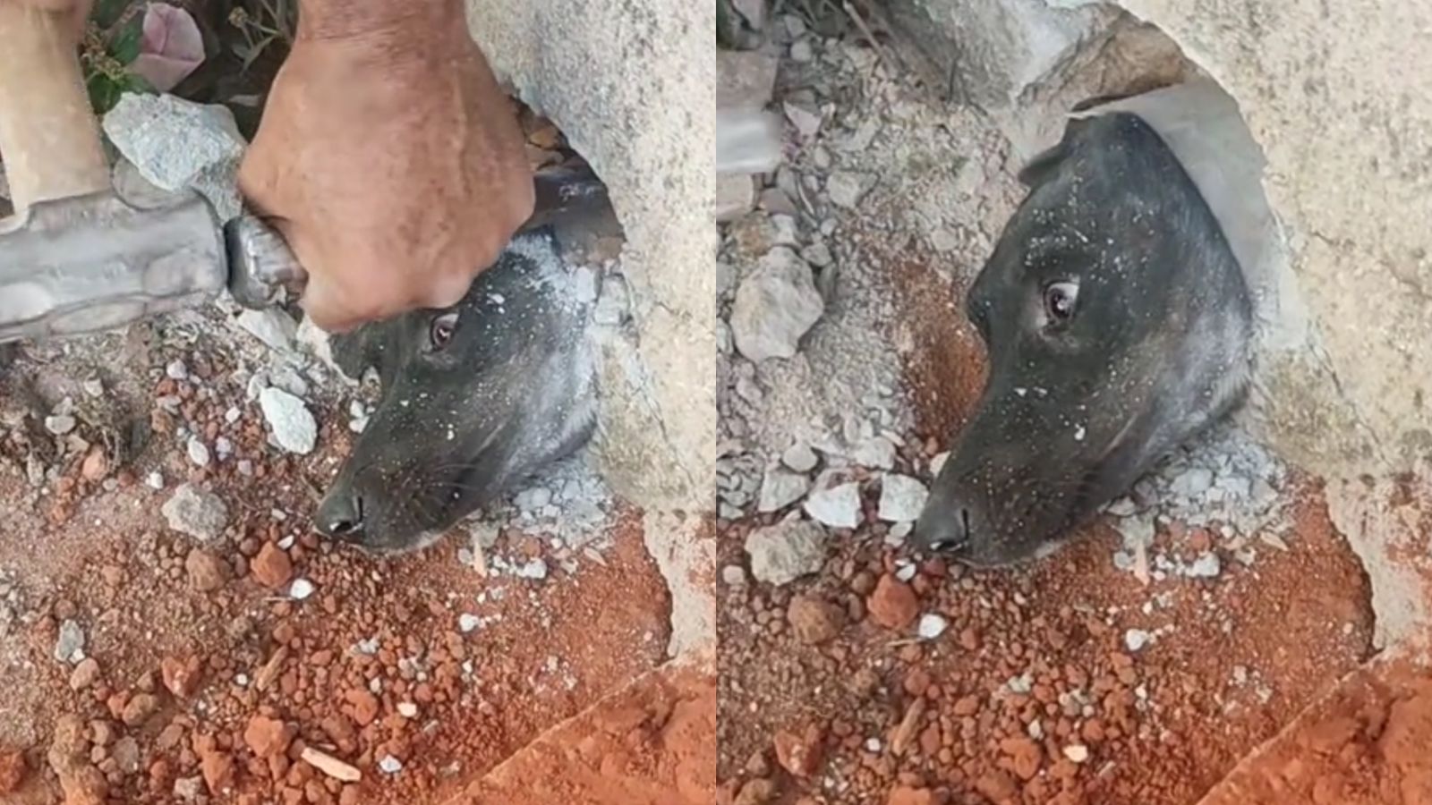 Homem Se Desespera Com Situação De Cadela E Fica Famoso Após Ato