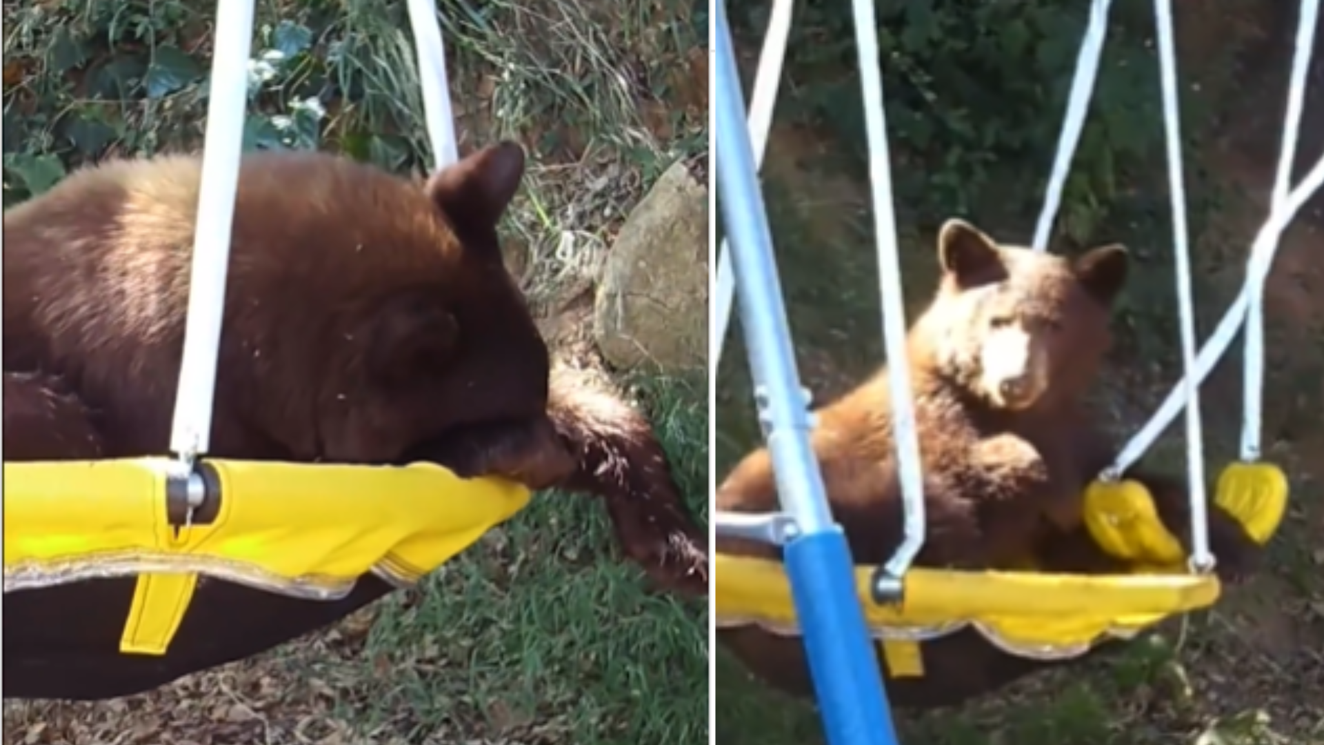 Urso folgado descansa em balanço e choca web; assista