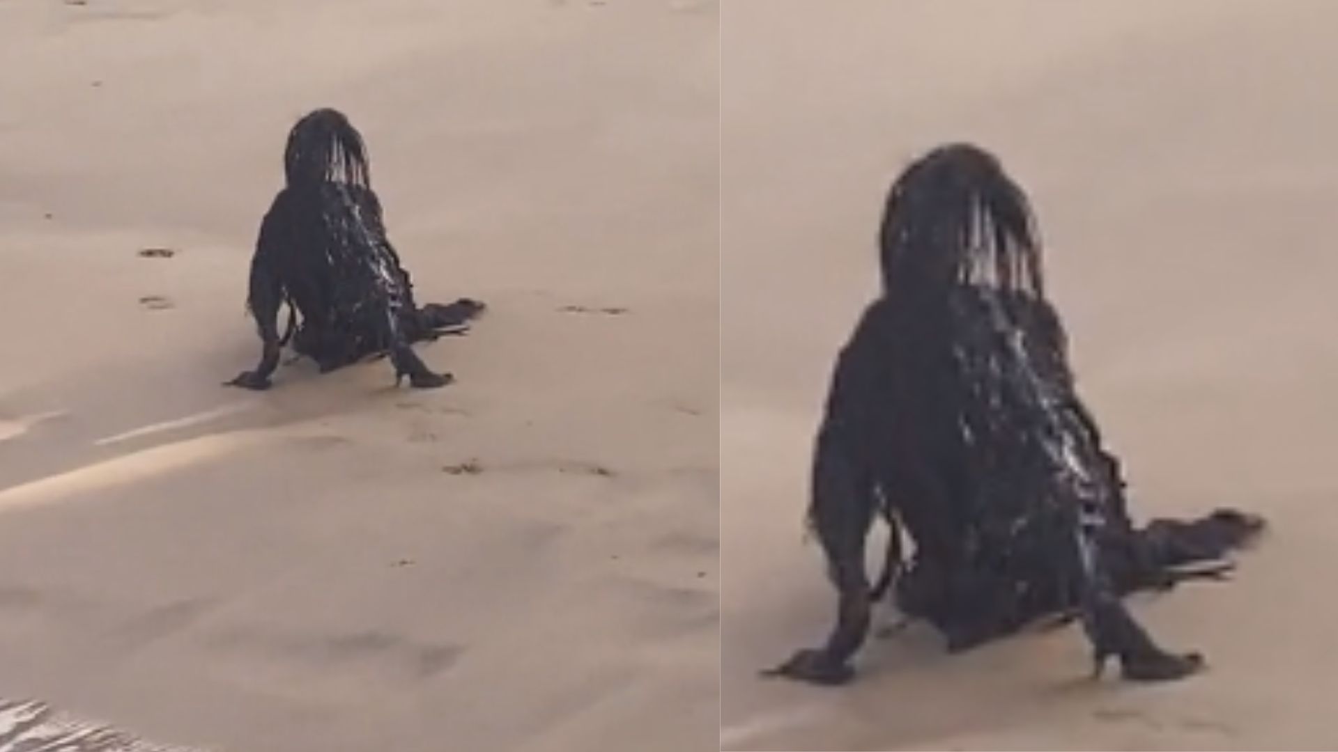 VÍDEO: Mulher grava criatura inusitada em praia e internautas disparam ...