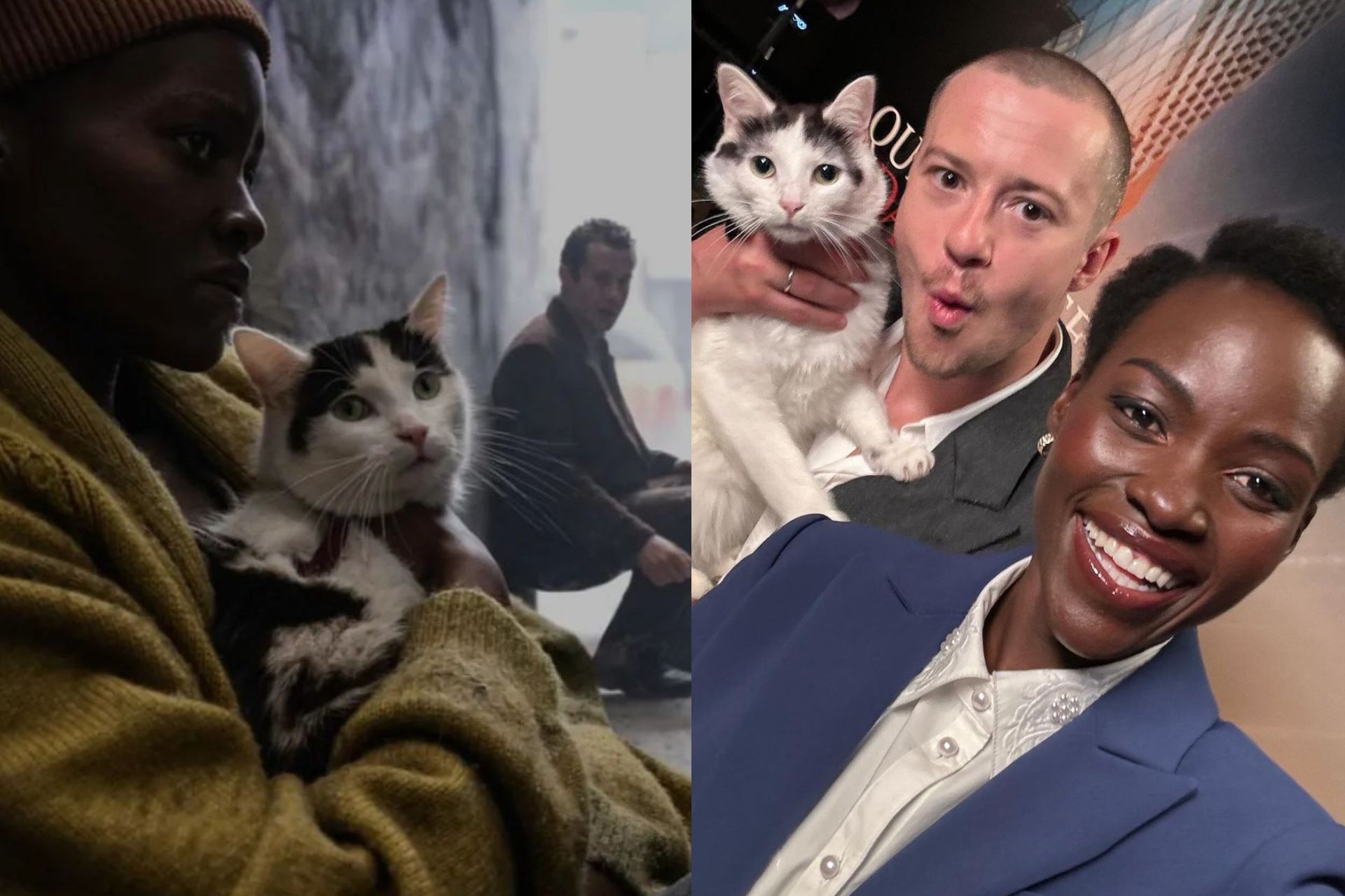 Gatos viram "atores" em famoso filme e conquistam web; assista