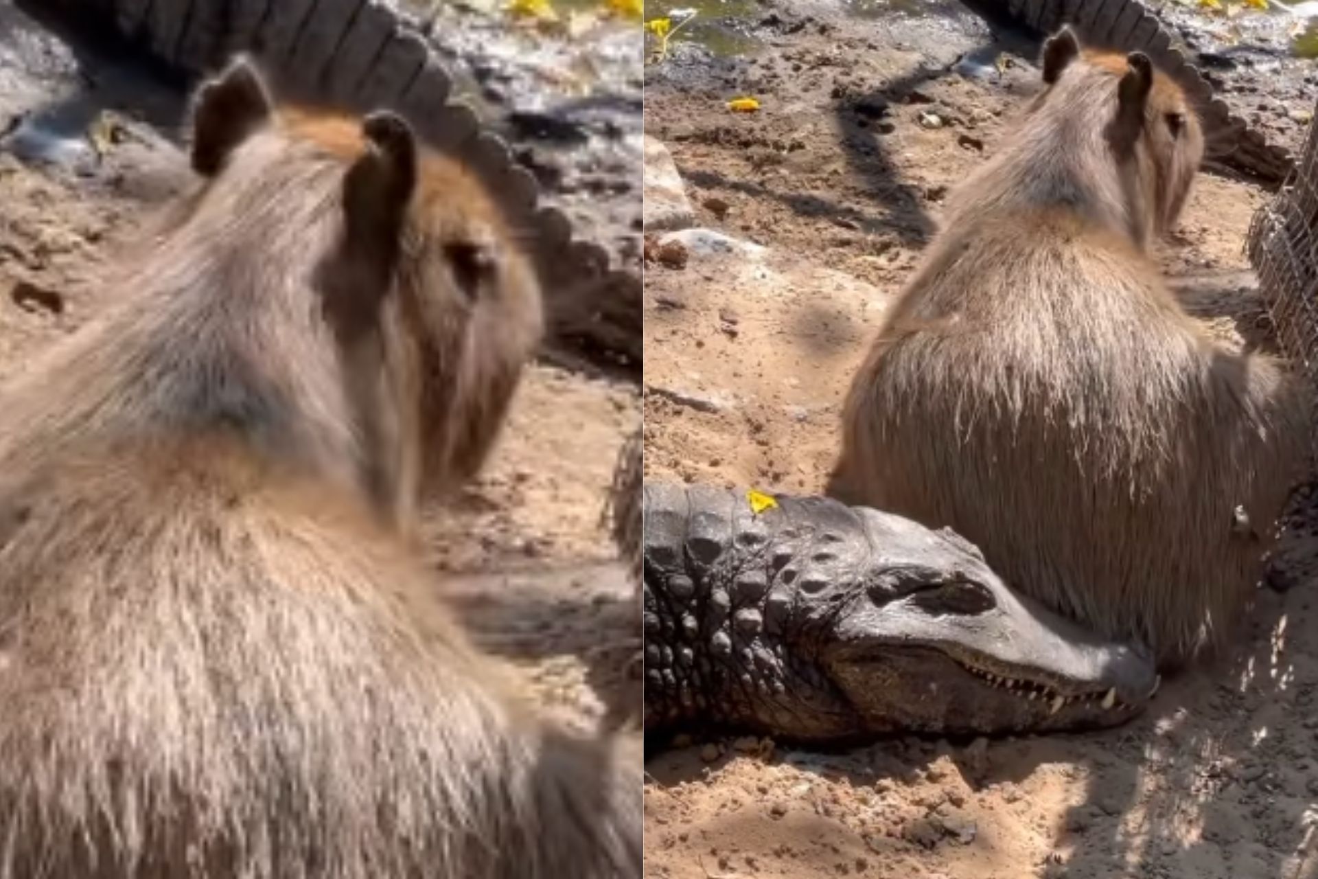 Sem inimigos! Capivara faz amizade inusitada com jacaré; assista