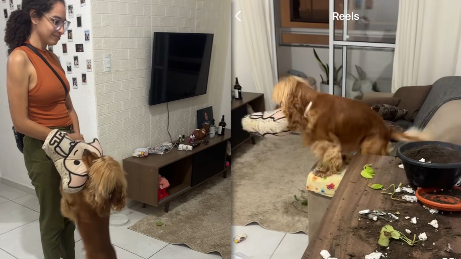 VÍDEO: Após fazer bagunça na casa, doguinho recebe tutora como se nada ...