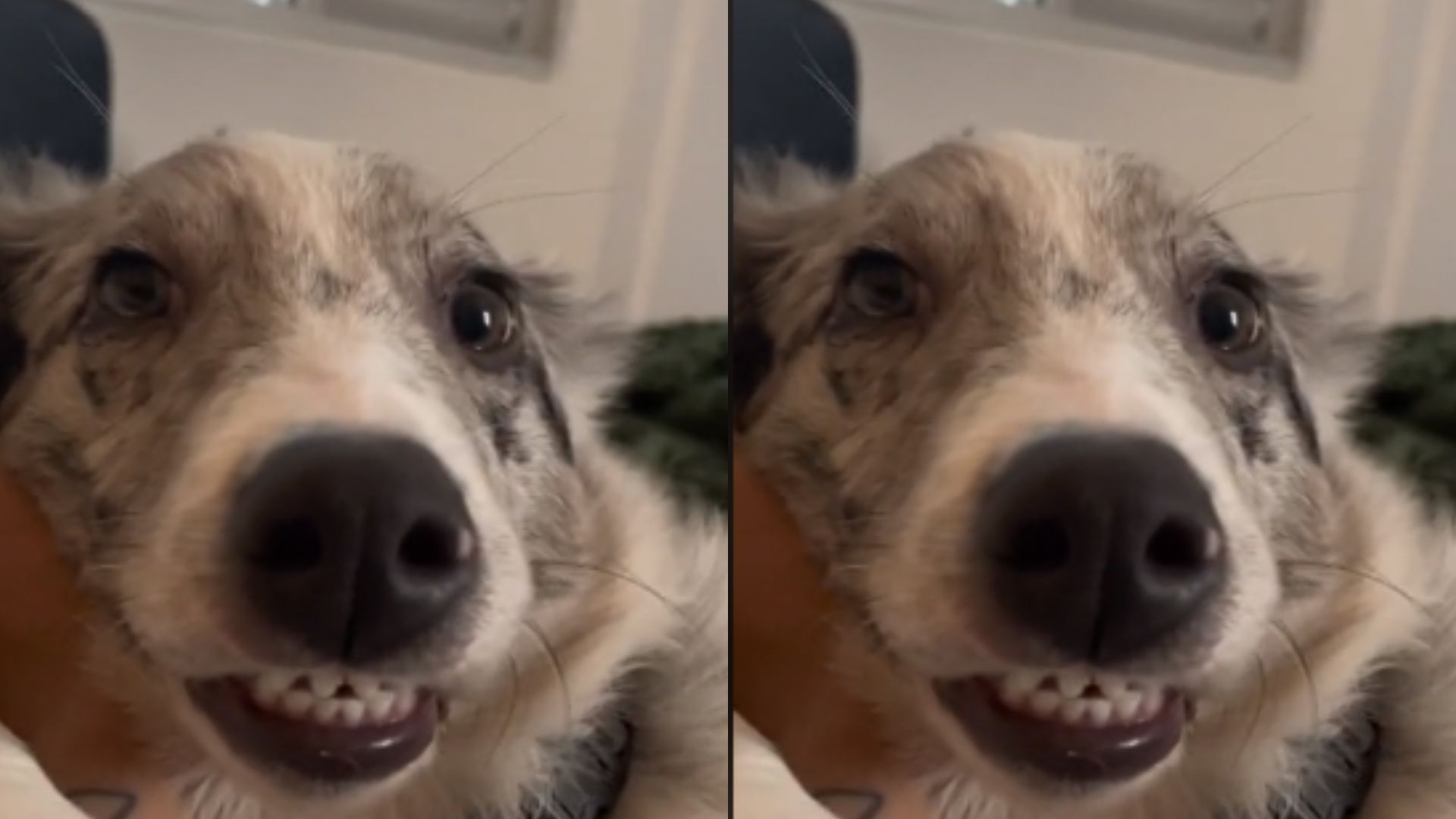 Cachorro tímido reage de forma fofa após tutora rir de seu sorriso; assista