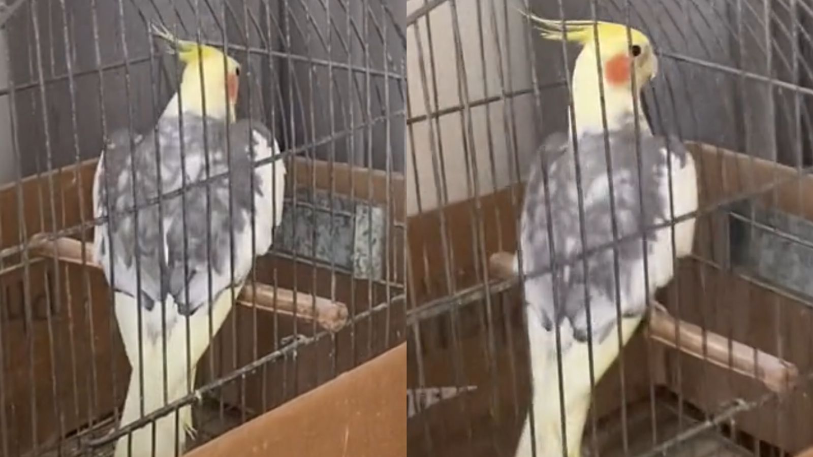 Torcedora do Vitória? Calopsita vibra ao som do hit 'Pitbull Enraivado ...