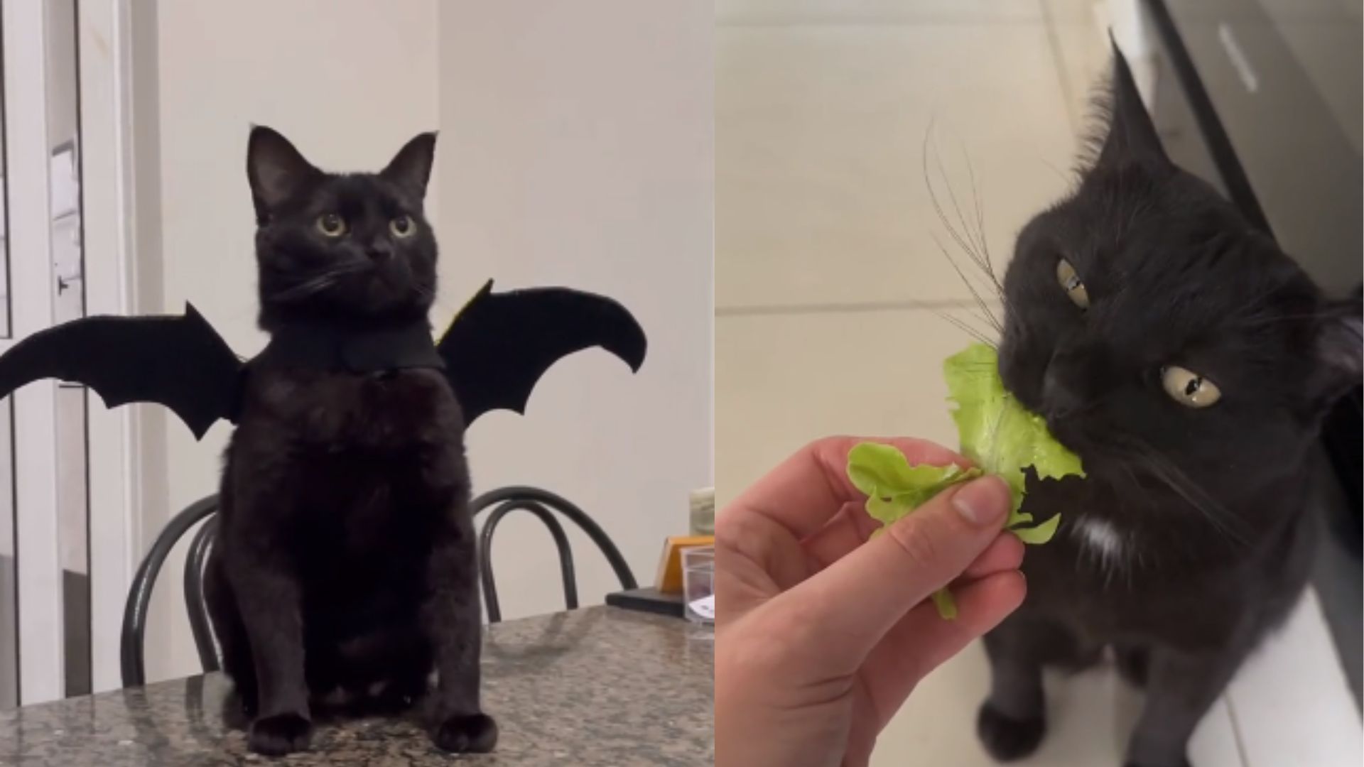 Tutor mostra manias fofinhas de sua gatinha e encanta internautas; assista