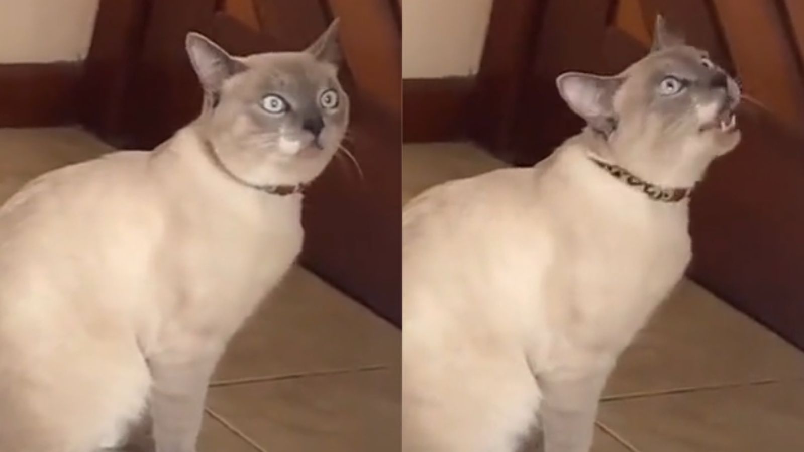 Gato invoca nome misterioso e deixa tutora assustada; assista