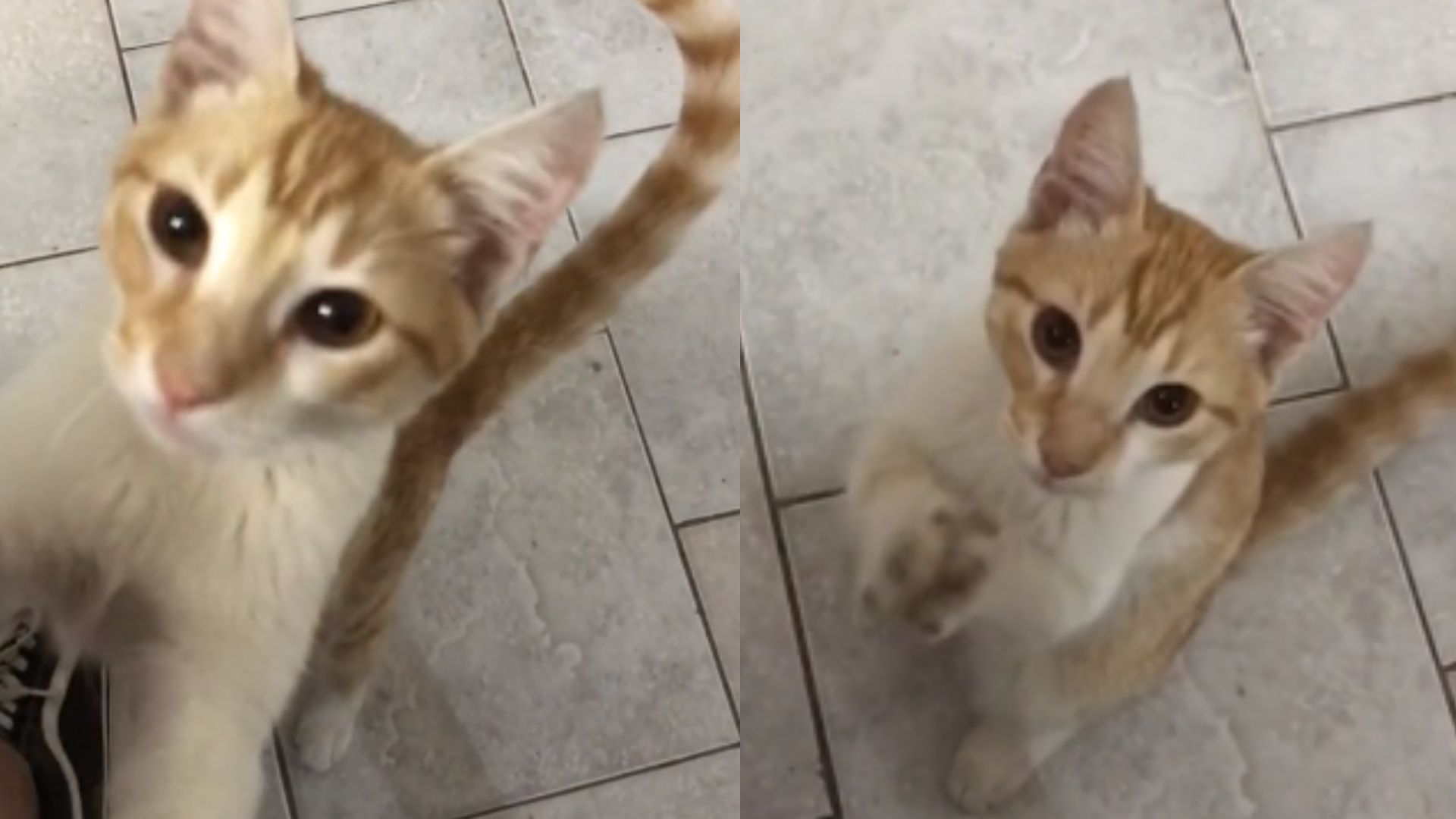 Gato aprende método infalível de pedir comida; assista