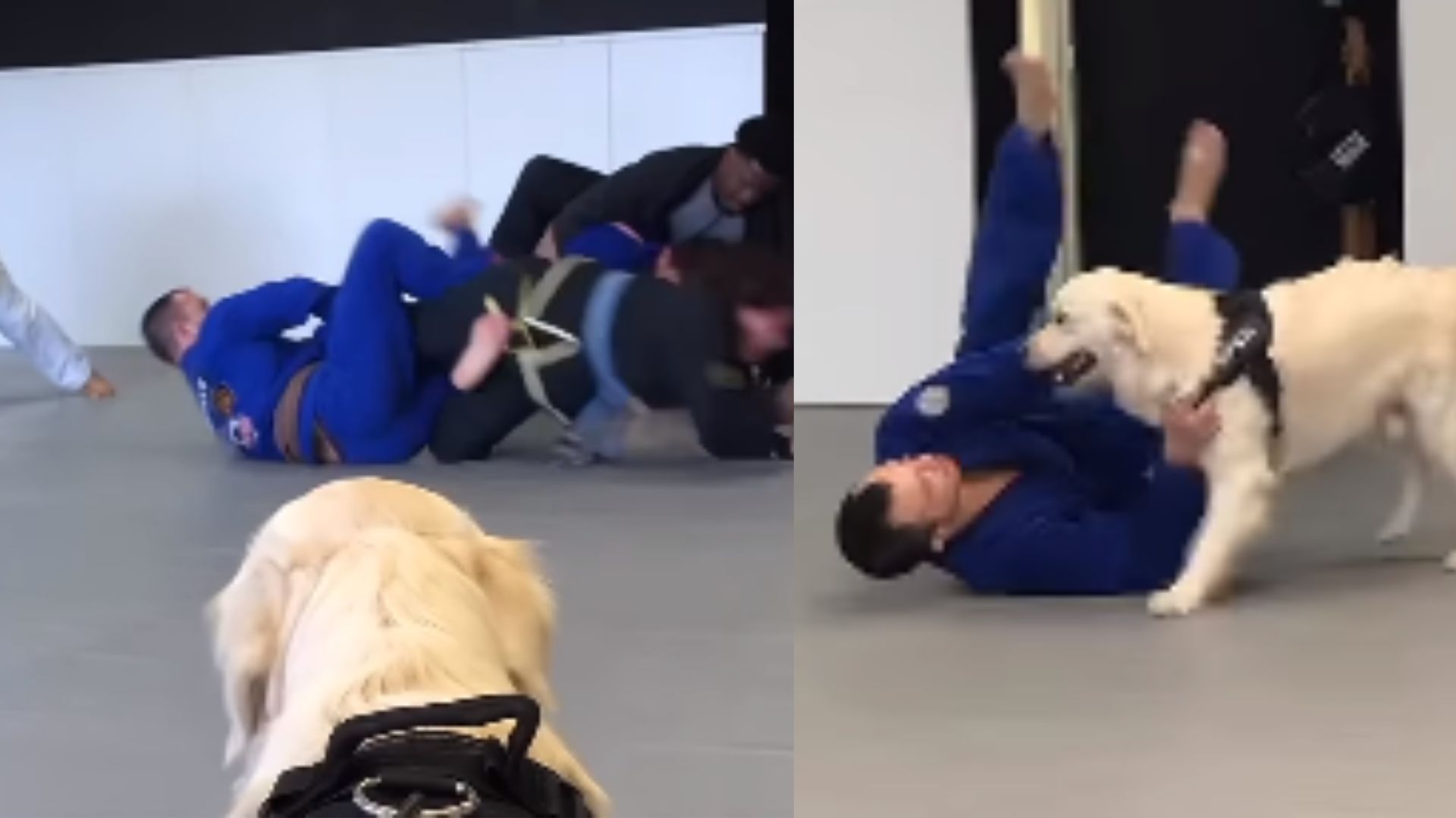 Golden retriever se apaixona por jiu-jitsu e “decide” virar atleta; assista