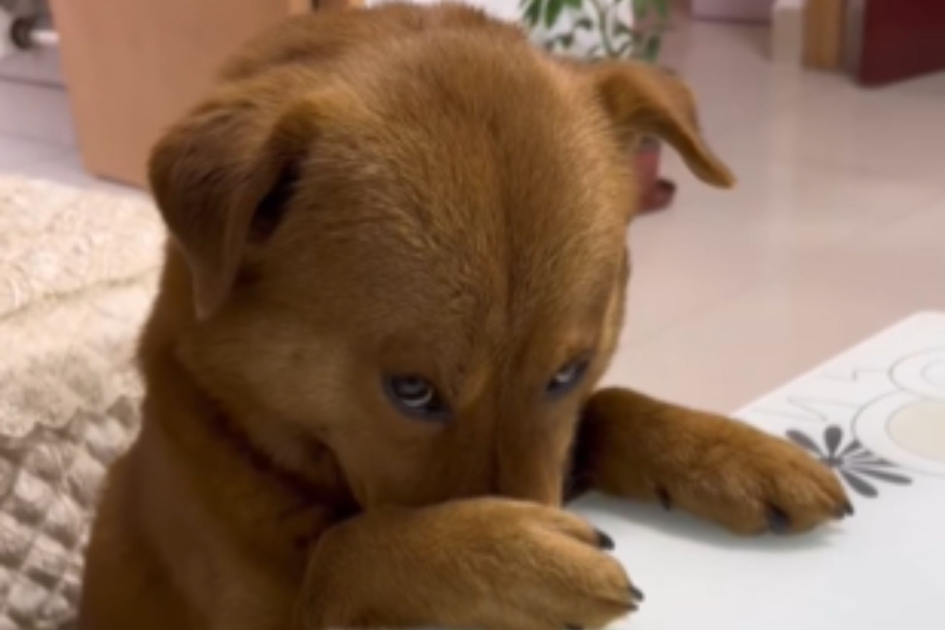 Conheça Xiao Pang, cachorro que prova que "vilões se criam"